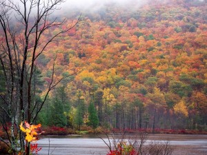 Labrador Hollow Unique Area – Go Finger Lakes
