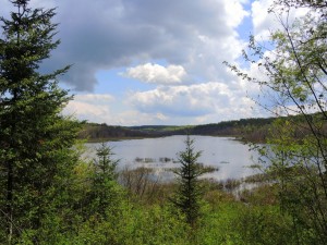 Bear Swamp State Forest – Go Finger Lakes