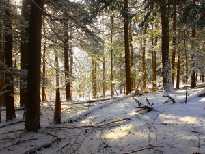 Danby State Forest – Go Finger Lakes