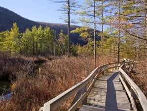 Labrador Hollow Unique Area – Go Finger Lakes