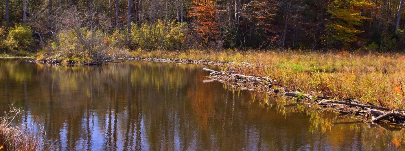 Bear Swamp State Forest – Go Finger Lakes
