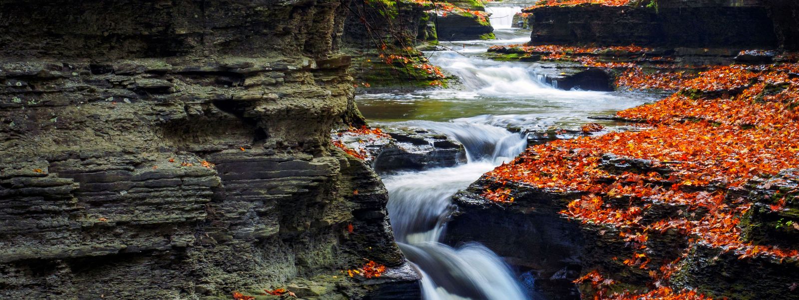 Natural History of the Region, Part 1 – Go Finger Lakes