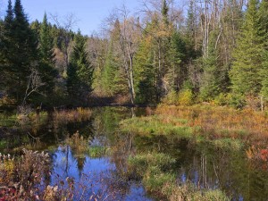 Bear Swamp State Forest – Go Finger Lakes