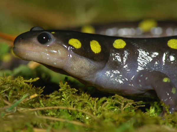 The Elusive Spotted Salamander – Go Finger Lakes