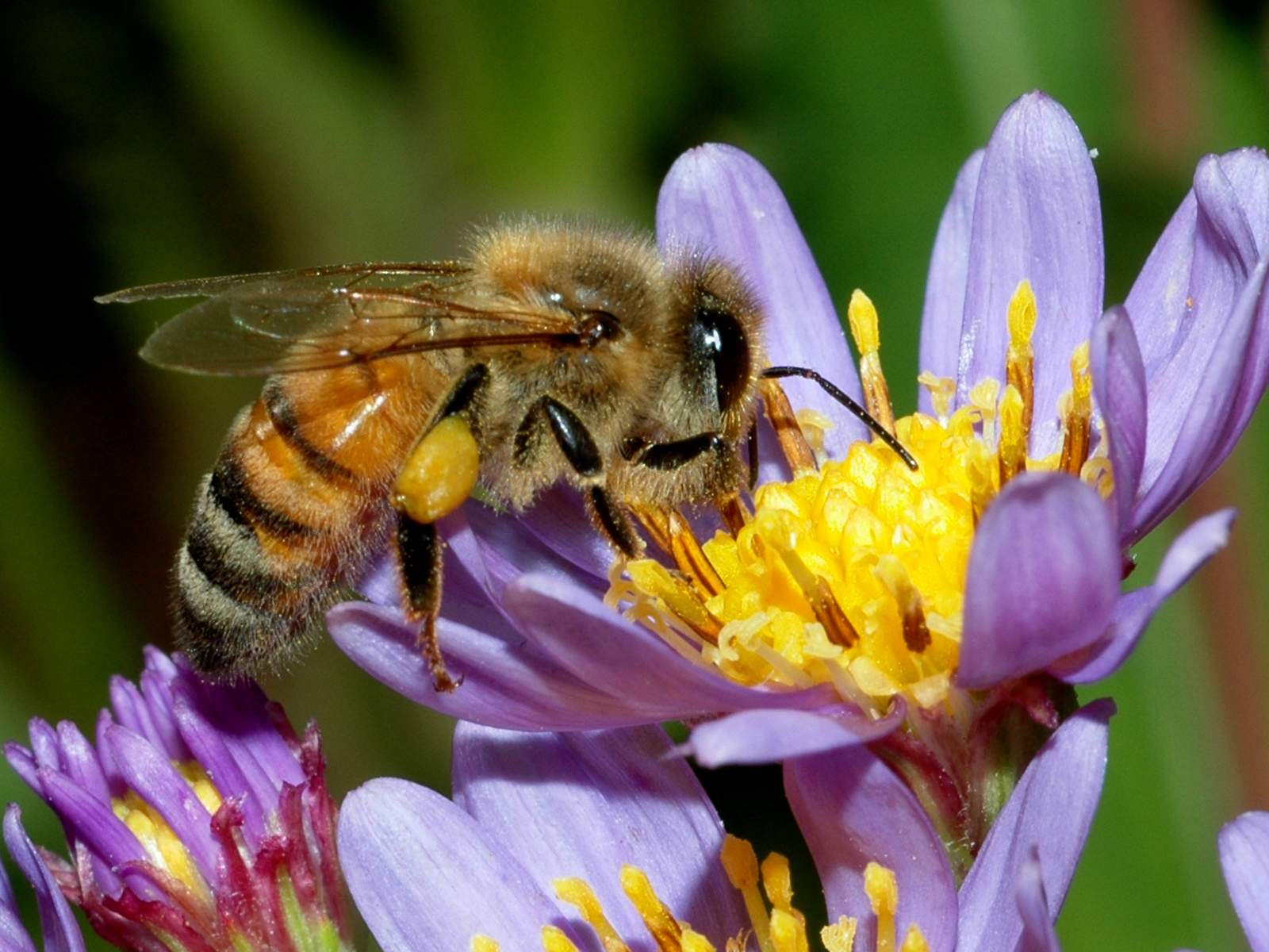 The Honey Bee Our Friend In Danger Go Finger Lakes