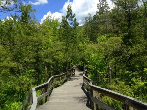 Labrador Hollow Unique Area – Go Finger Lakes