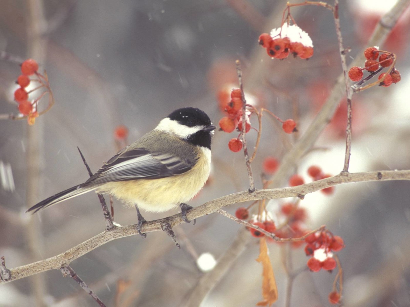 Winter for Black-capped Chickadees – Go Finger Lakes