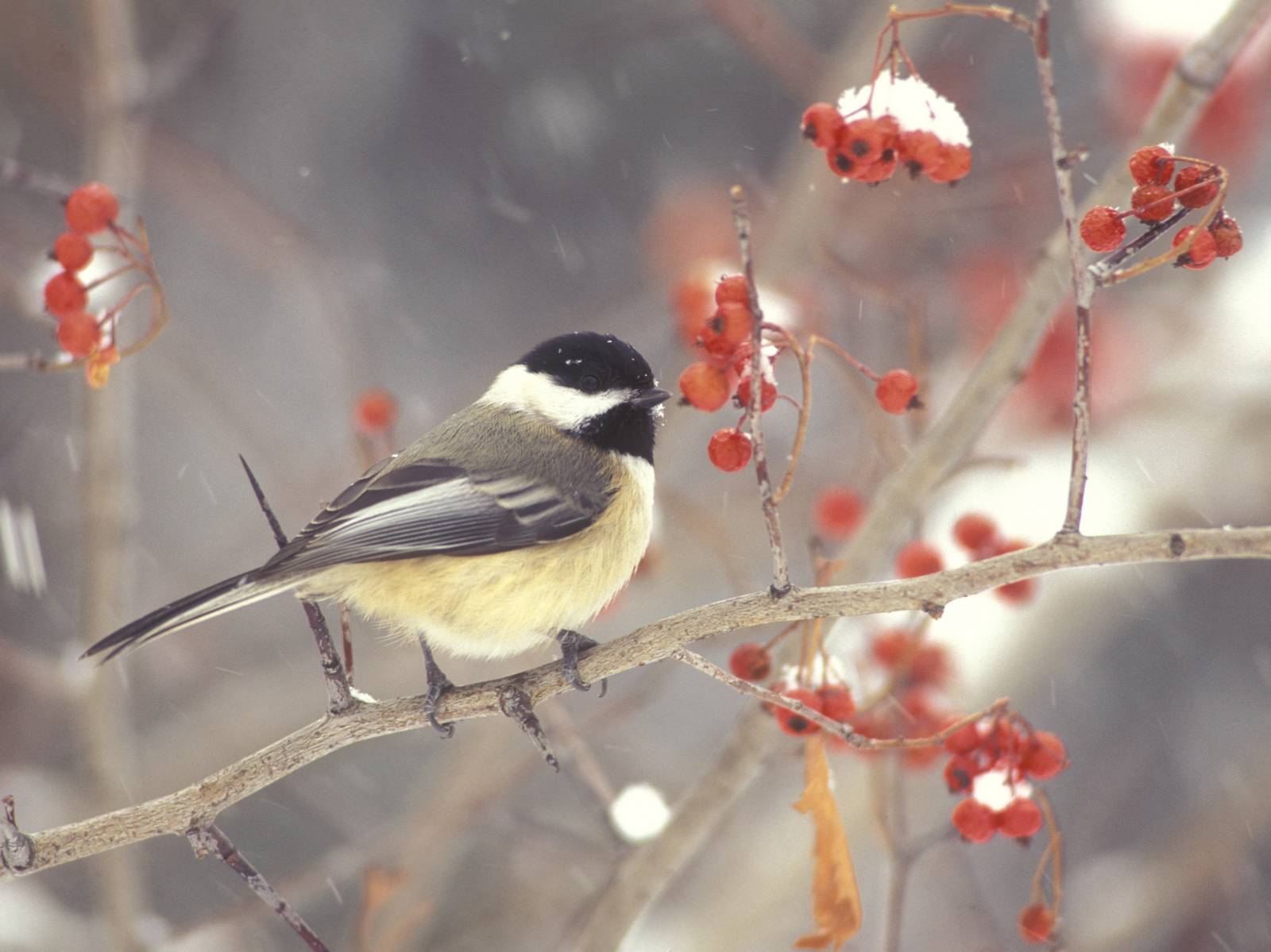 Winter for Black-capped Chickadees – Go Finger Lakes