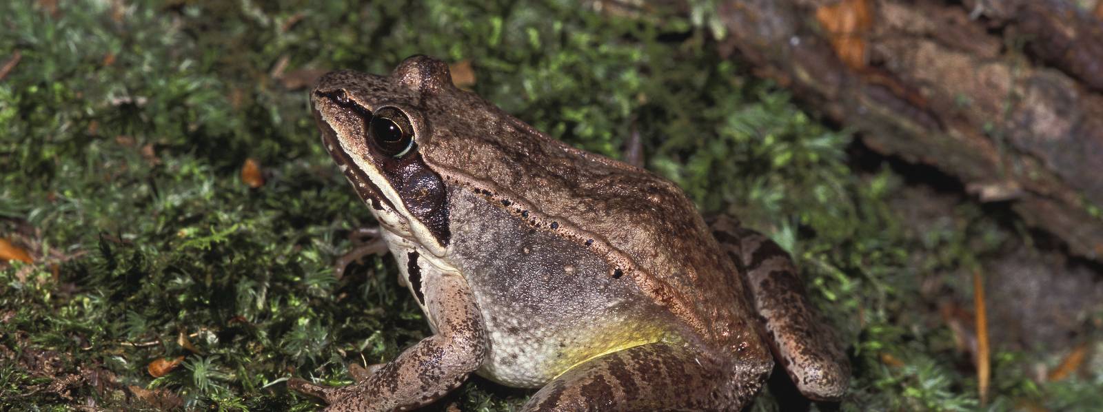 Lazarus of the Amphibian World – Go Finger Lakes